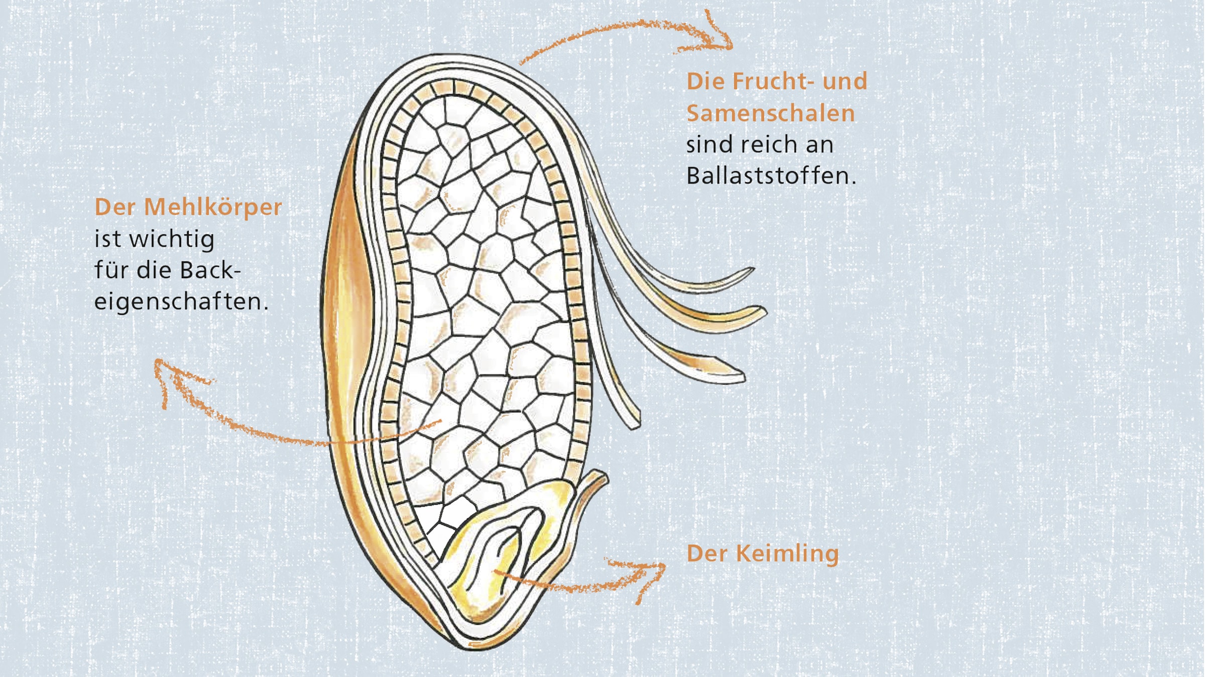 Vollkorn: Kochen & Backen mit Vollkornprodukten - Alnatura