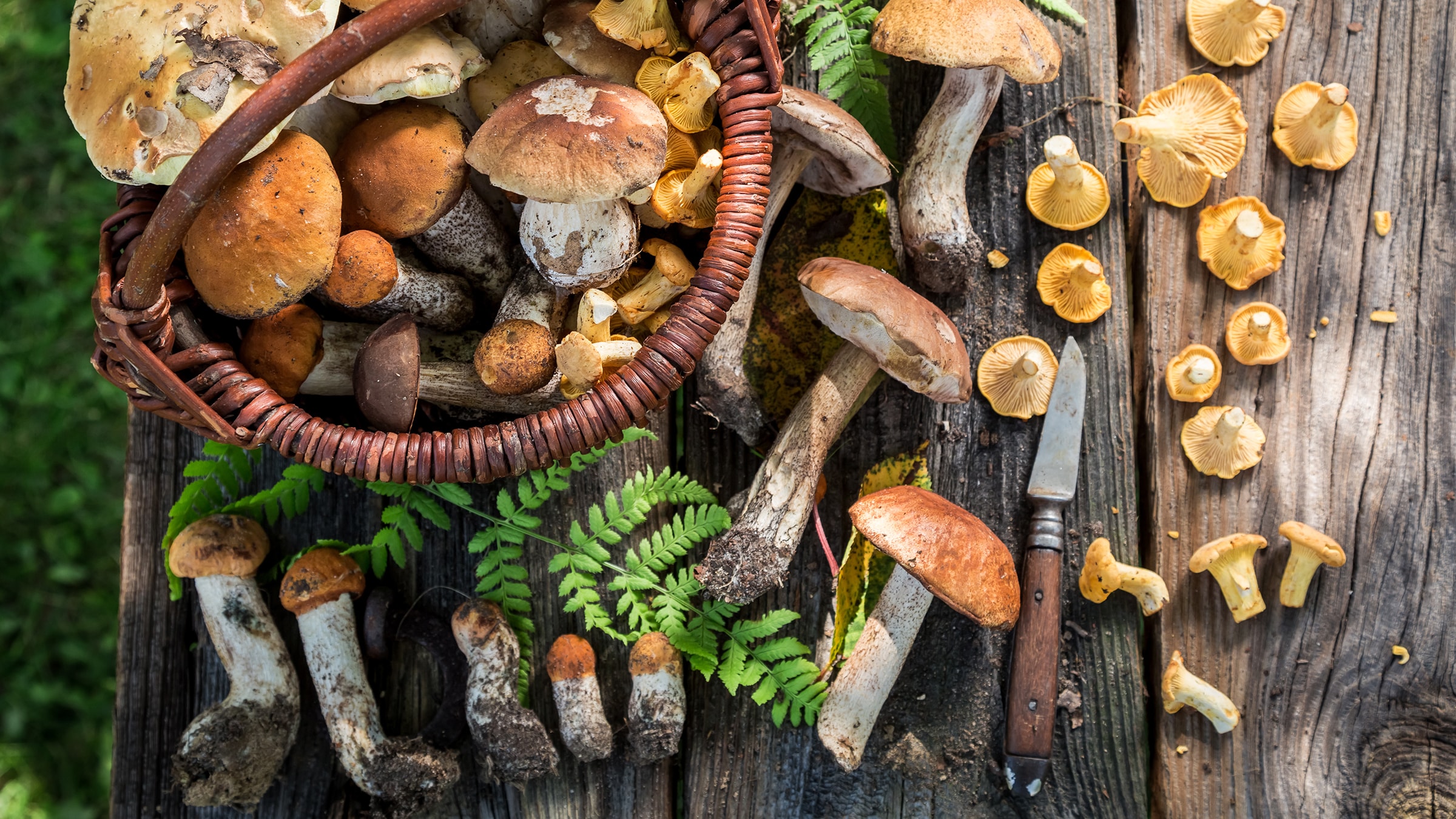 Pilze: Die wichtigsten Arten der Kultur- & Speisepilze | Alnatura