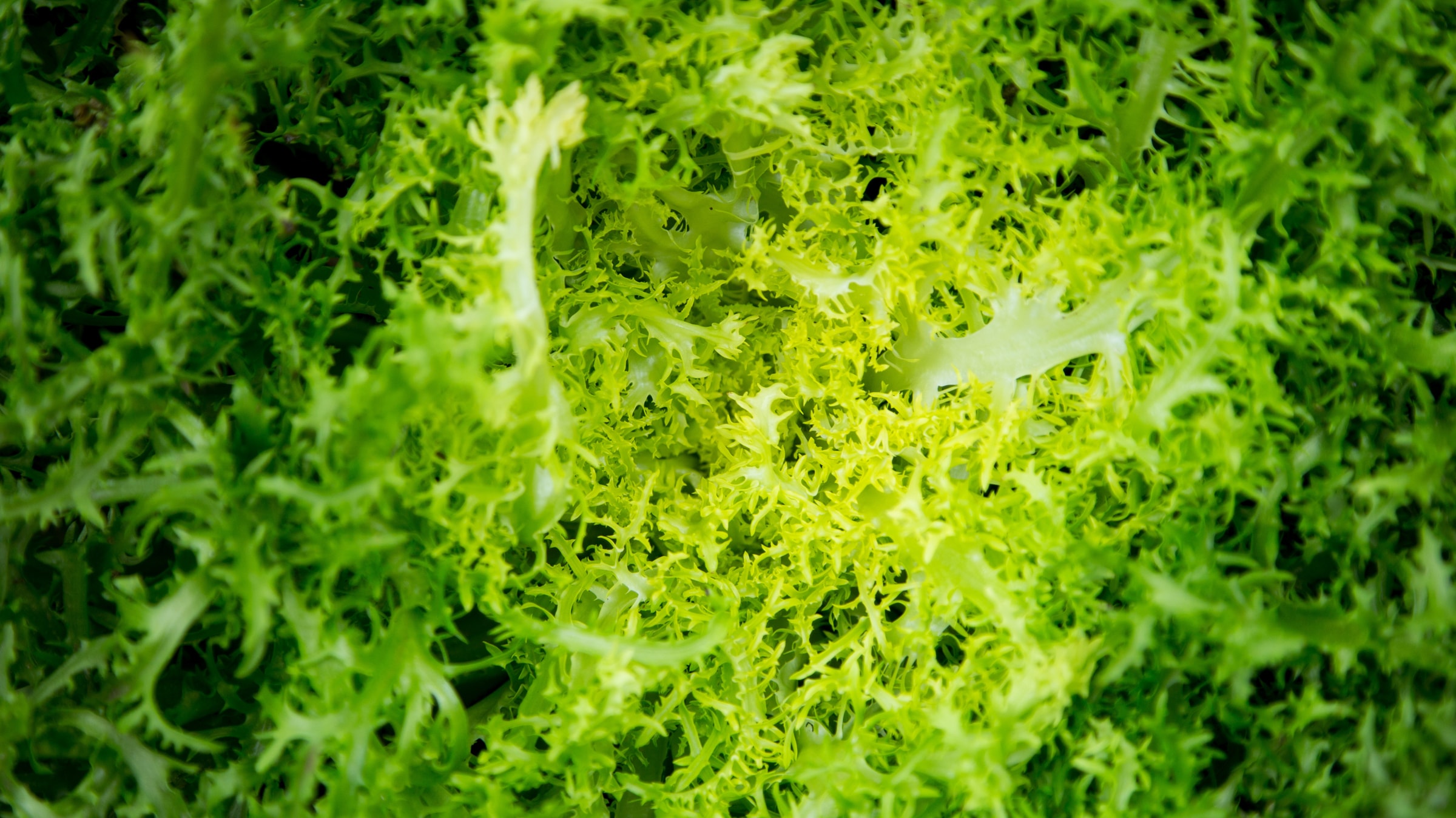 Endivien-Saison: Wann ist Endivien Zeit? - Alnatura Saisonkalender